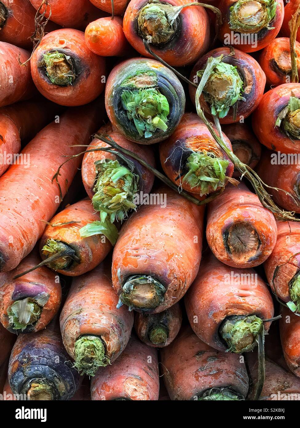 Full frame of farm fresh carrots packed into a bin on display and for ...