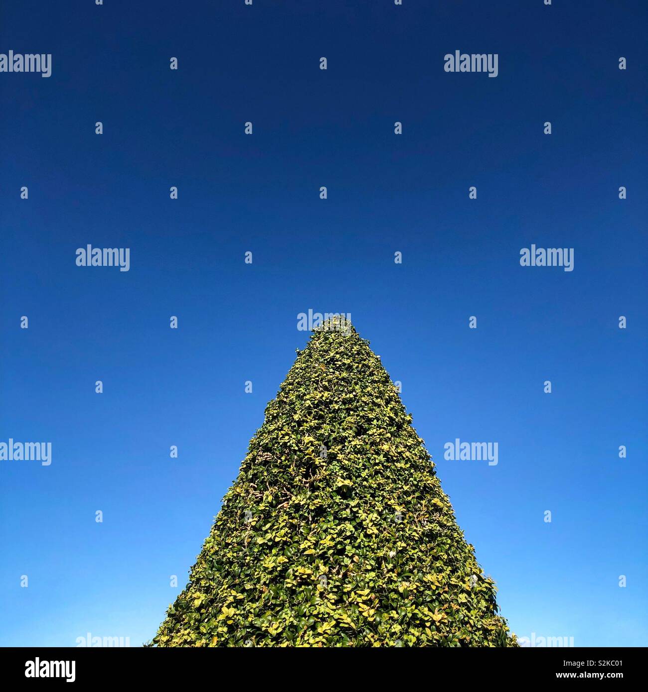 Tree cone hi-res stock photography and images - Alamy