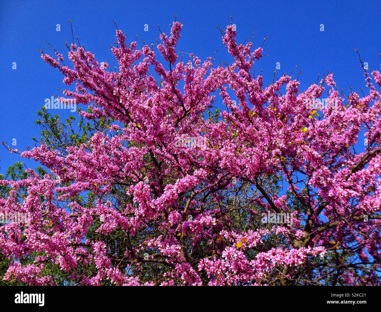 Judas tree in bloom Stock Photo - Alamy