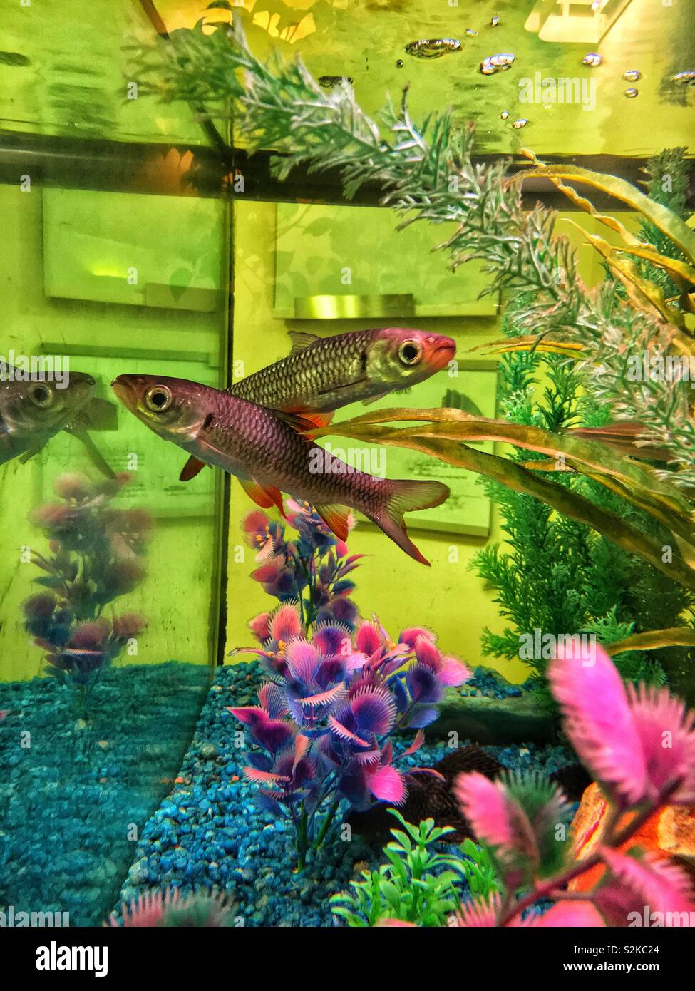 Two fish swimming around their fish tank with very colorful plastic ...