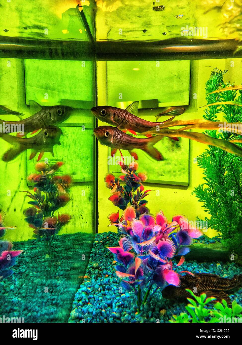 Swimming In A Fish Tank