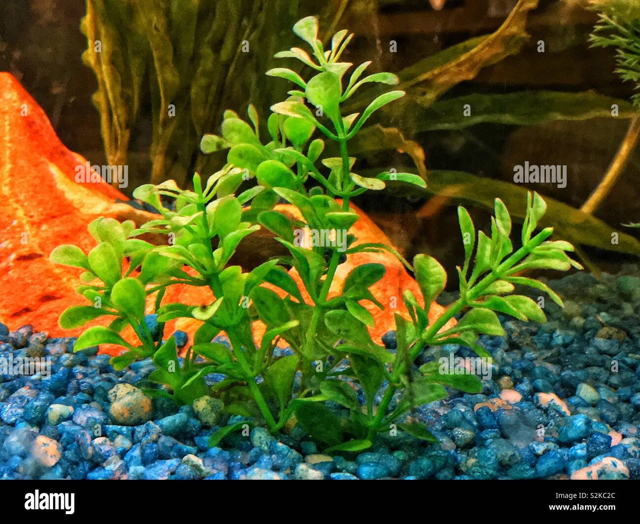 Fish tank plant hi-res stock photography and images - Alamy