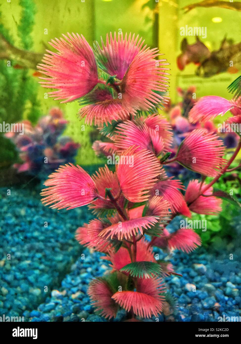 Bright pink plastic underwater foliage in a fish tank Stock Photo - Alamy