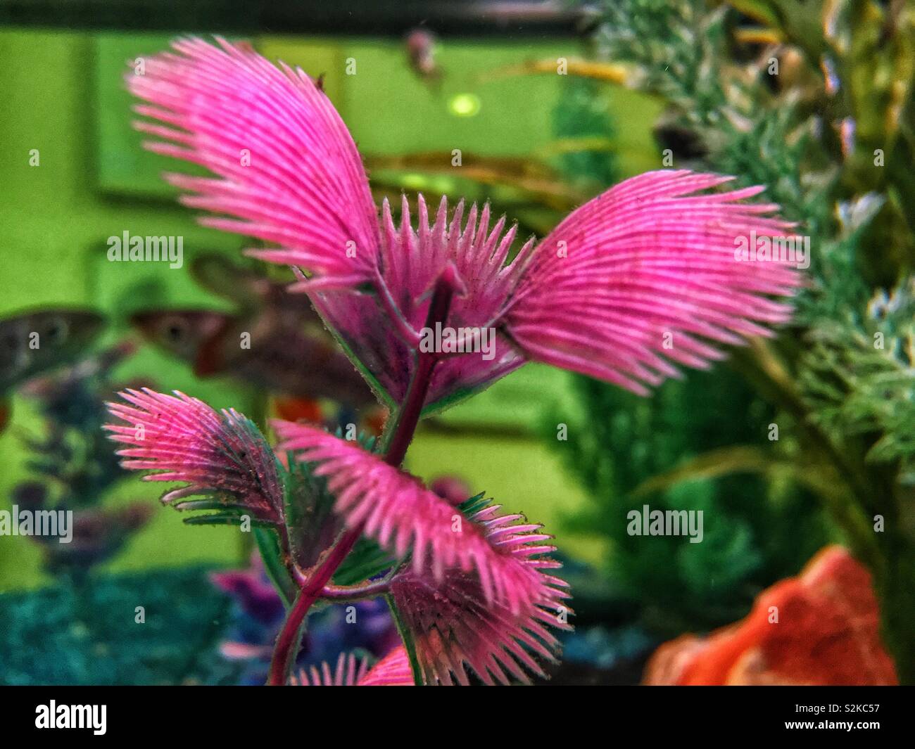 Plastic bright pink plant foliage in a freshwater fish tank Stock Photo ...