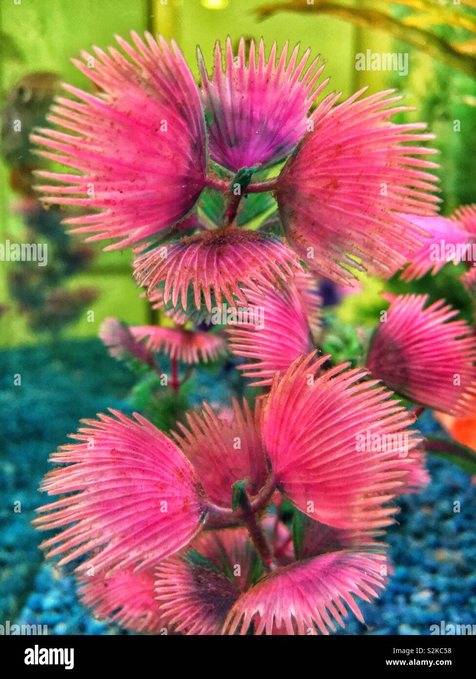Plastic bright pink plant foliage in a freshwater fish tank Stock Photo ...