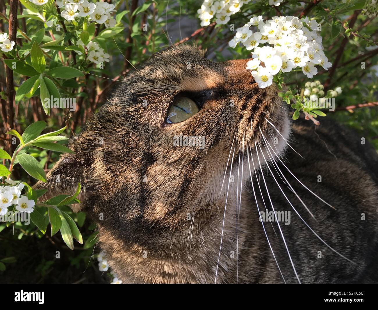 Smelling flower outdoors hi-res stock photography and images - Alamy