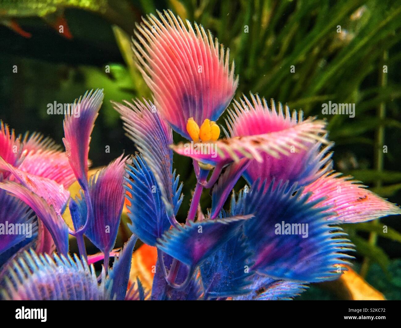 Unusual bright pink plastic plant foliage underwater in a fish tank ...