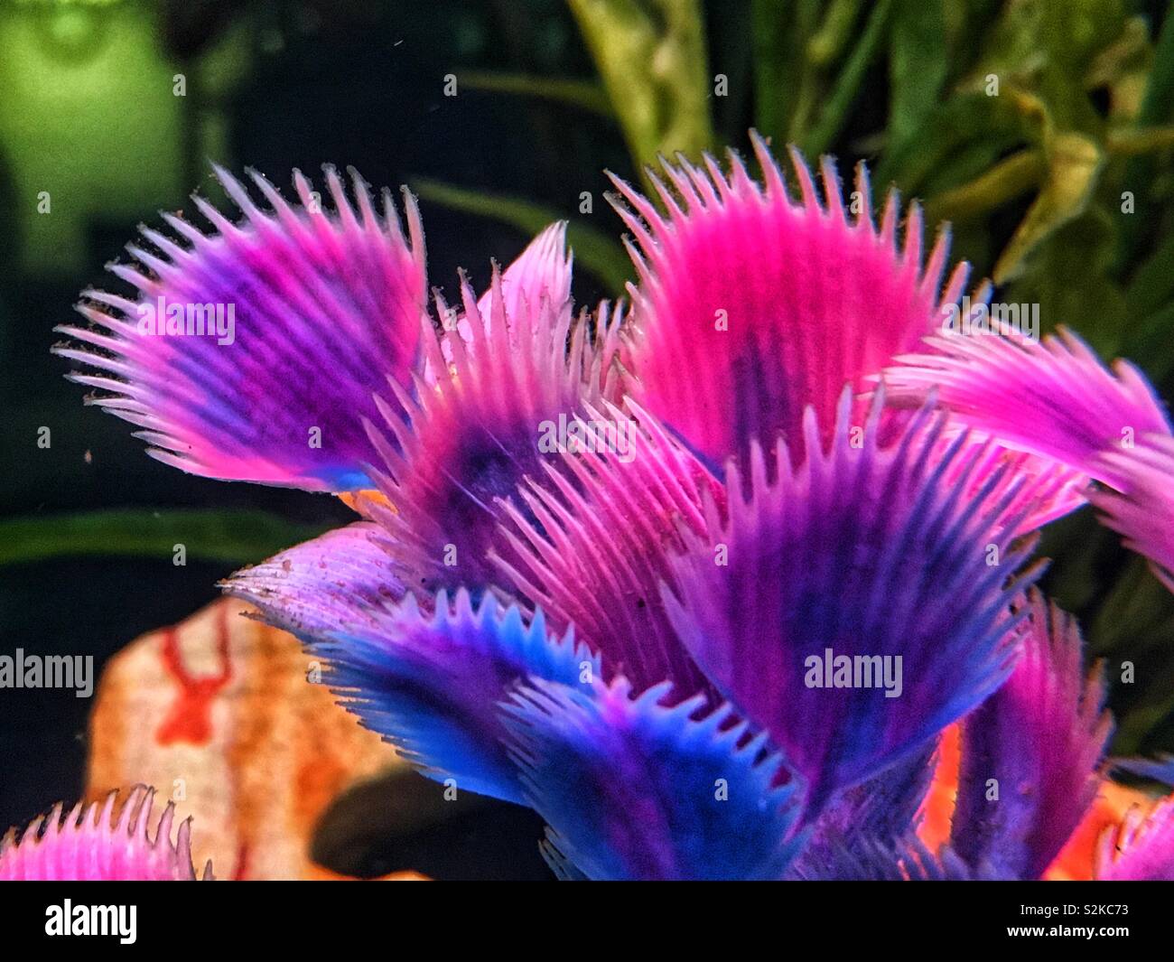 Bright pink, purple and blue plastic plant foliage underwater in a fish ...