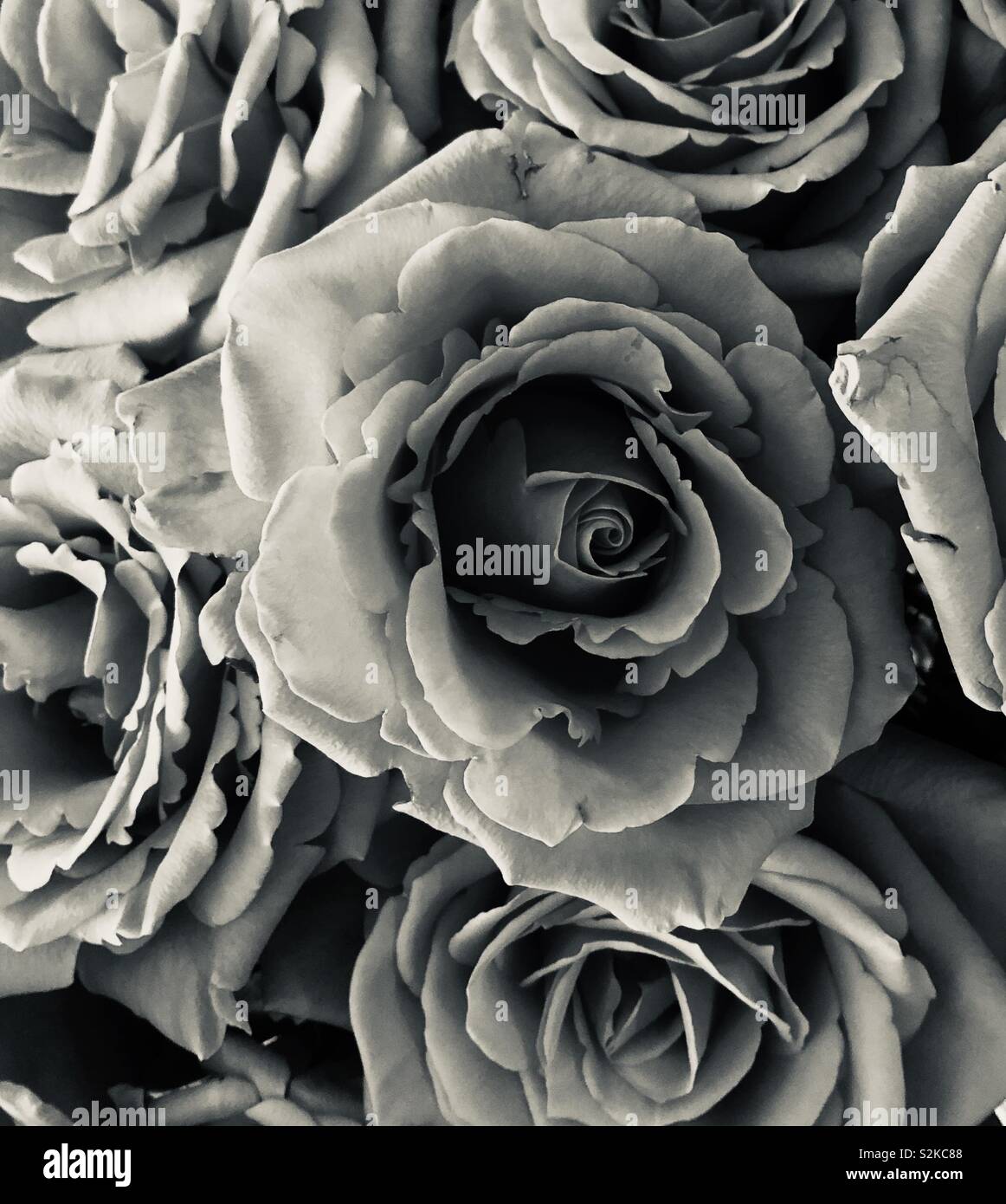 Black Roses Stock Photos & Black Roses Stock Images - Alamy