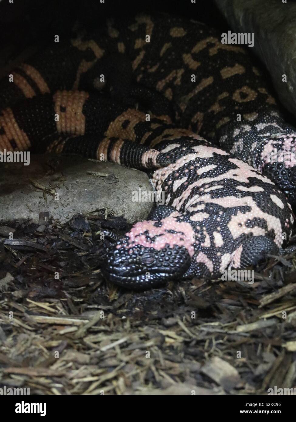 Lizard hole hi-res stock photography and images - Alamy