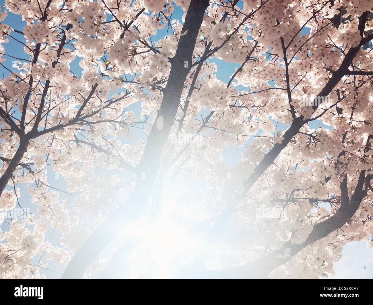 Cherry blossoms sunny hi-res stock photography and images - Alamy