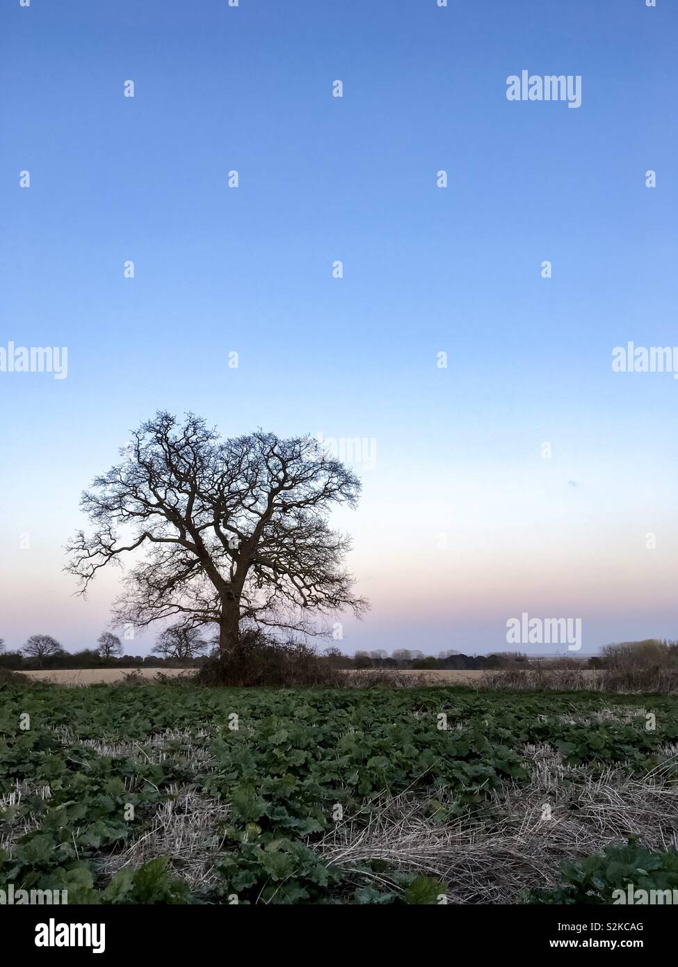 Strong oak tree hi-res stock photography and images - Alamy