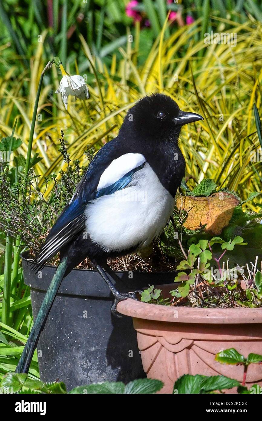Magpie shiny hi-res stock photography and images - Alamy