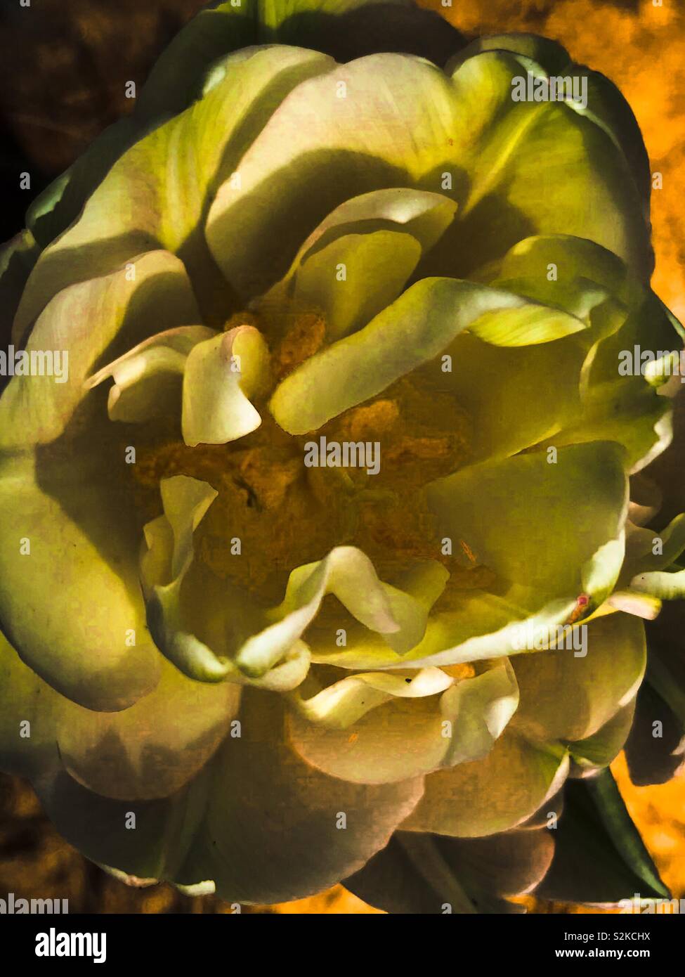 High contrast flower hi-res stock photography and images - Alamy