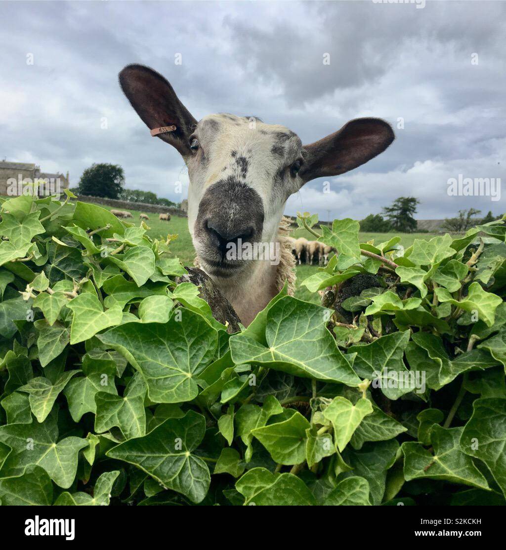 Blue faced leicester sheep hi-res stock photography and images - Alamy