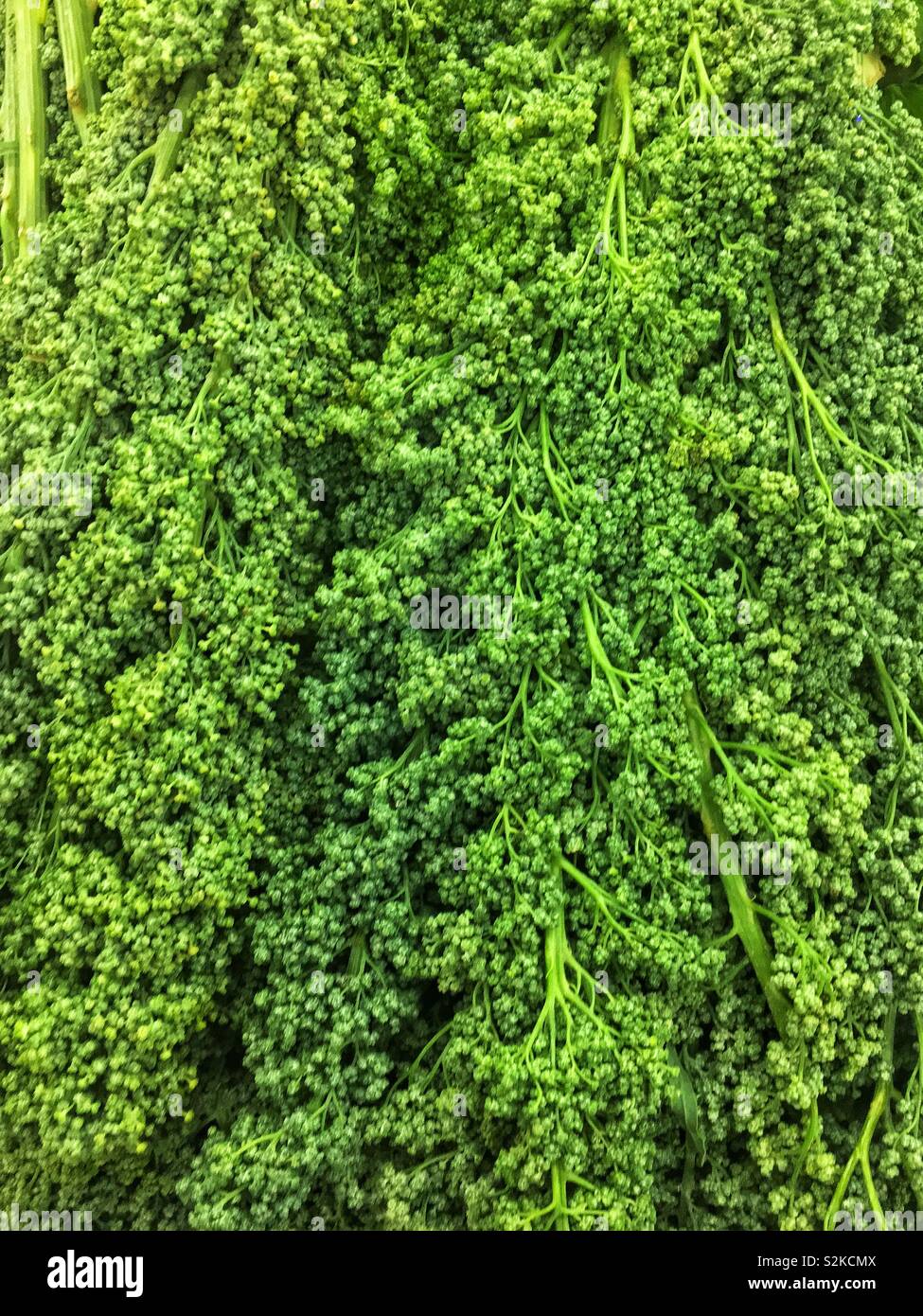 Green farm fresh Huauzontle, Chenopodium nuttalliae, huauhzontle ...