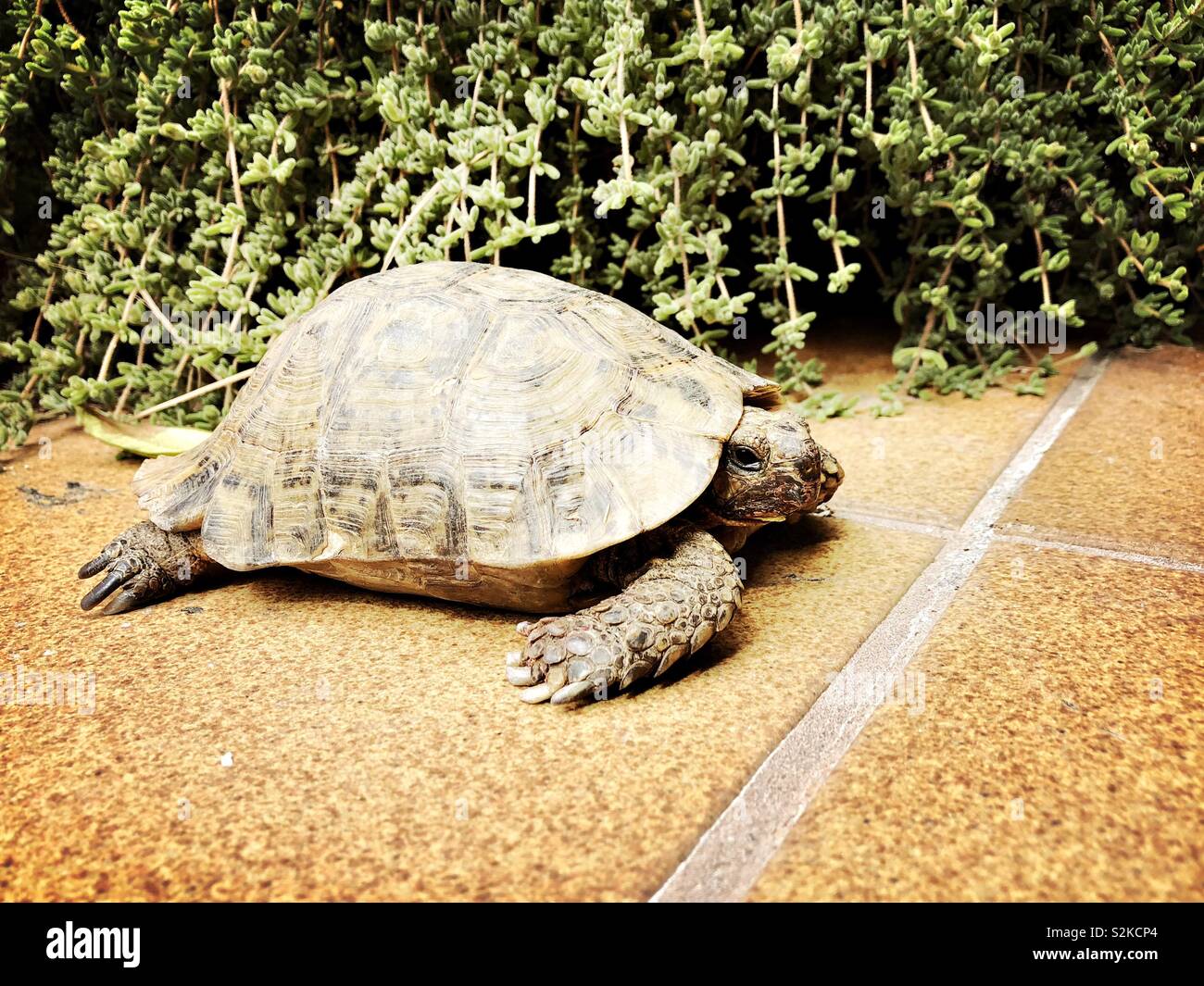 Pet tortoise hi-res stock photography and images - Alamy