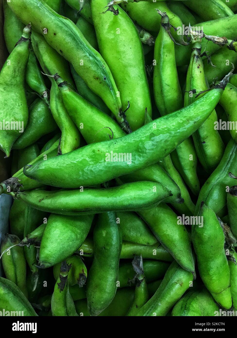 Full frame of fresh delicious ripe green fava bean pods on display and ...