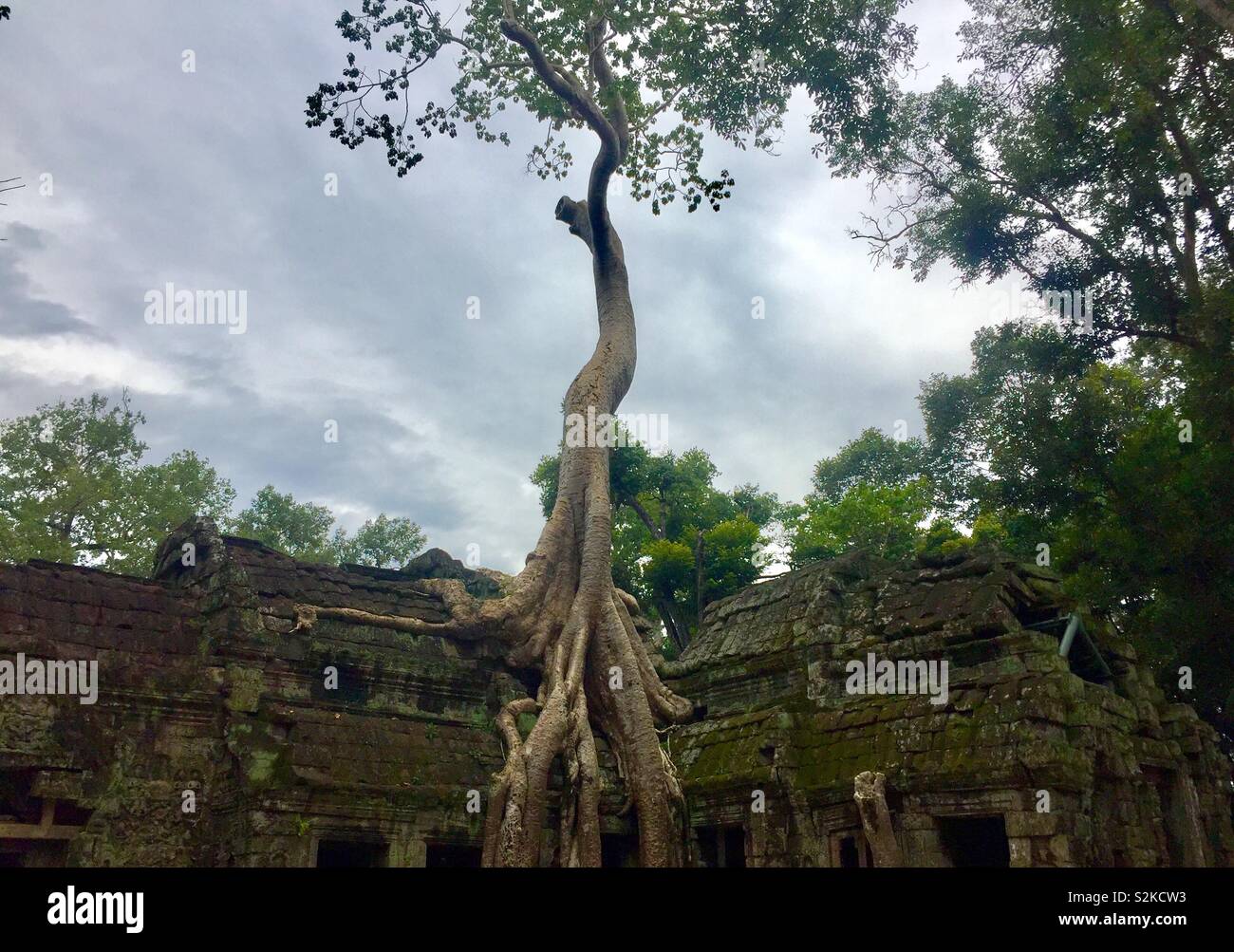 Cambodia temple ruins tall trees jungle hi-res stock photography and ...