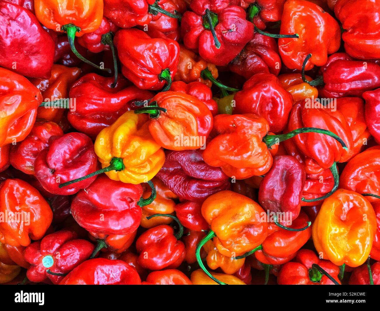 Full frame of fresh delicious ripe hot spicy red habanero peppers on ...