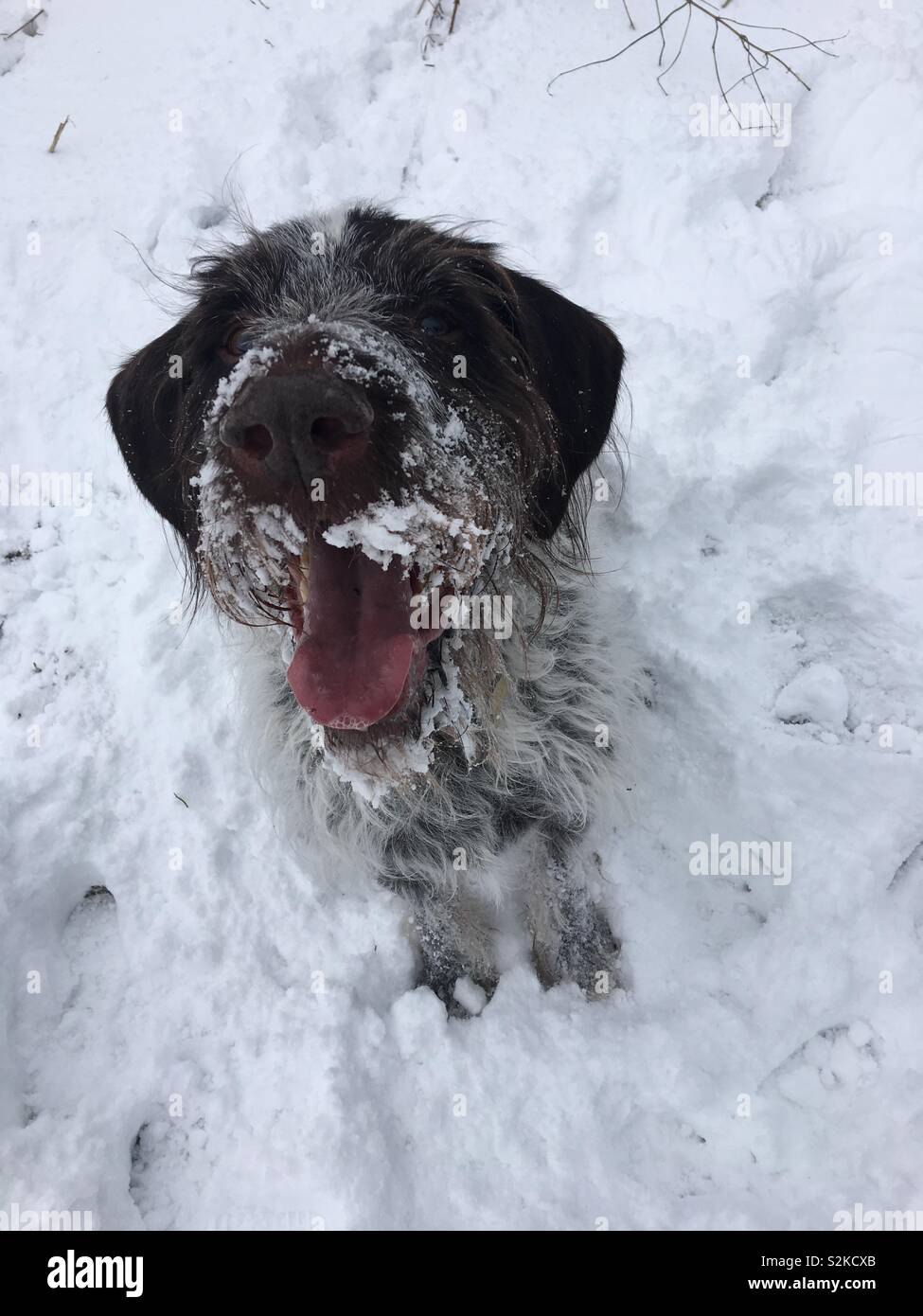 German Wire Pointer High Resolution Stock Photography and Images - Alamy