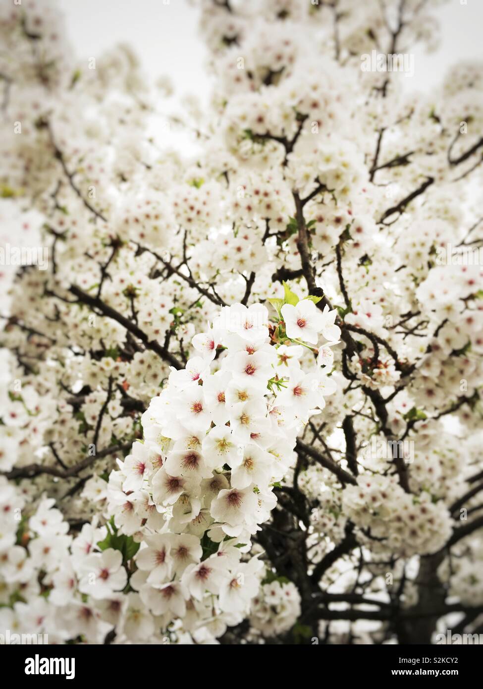 Cherry blossom tree Stock Photo - Alamy