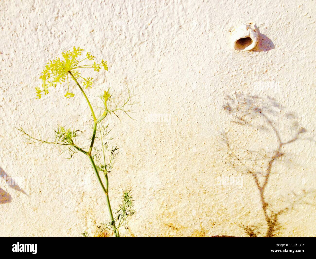 Dill (Anethum graveolens) Plant and shadow in white background Stock ...