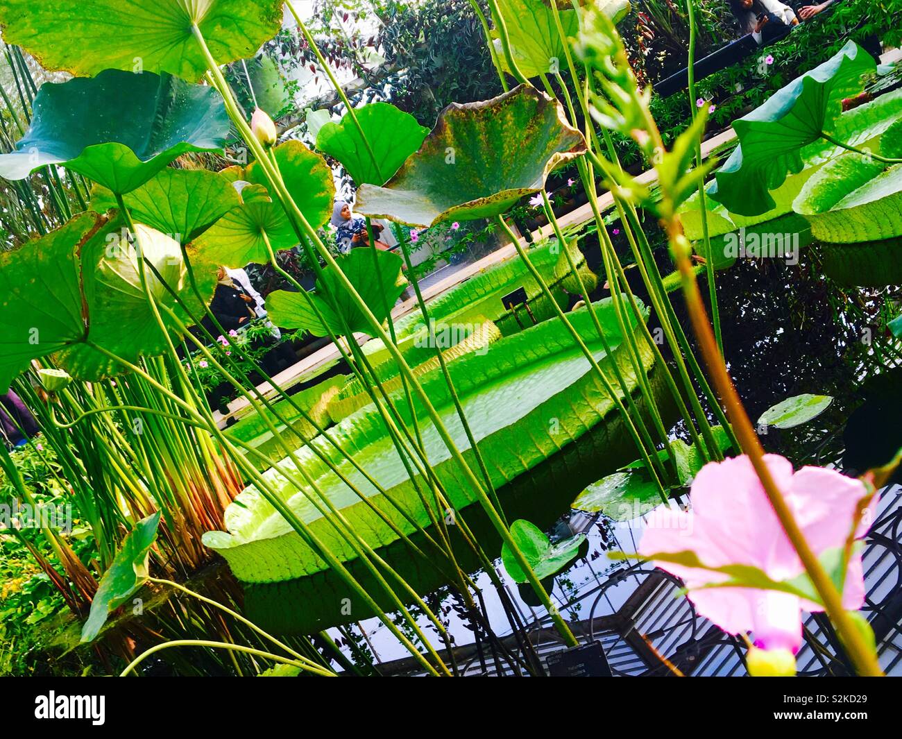 Kew giant water lily hi-res stock photography and images - Alamy