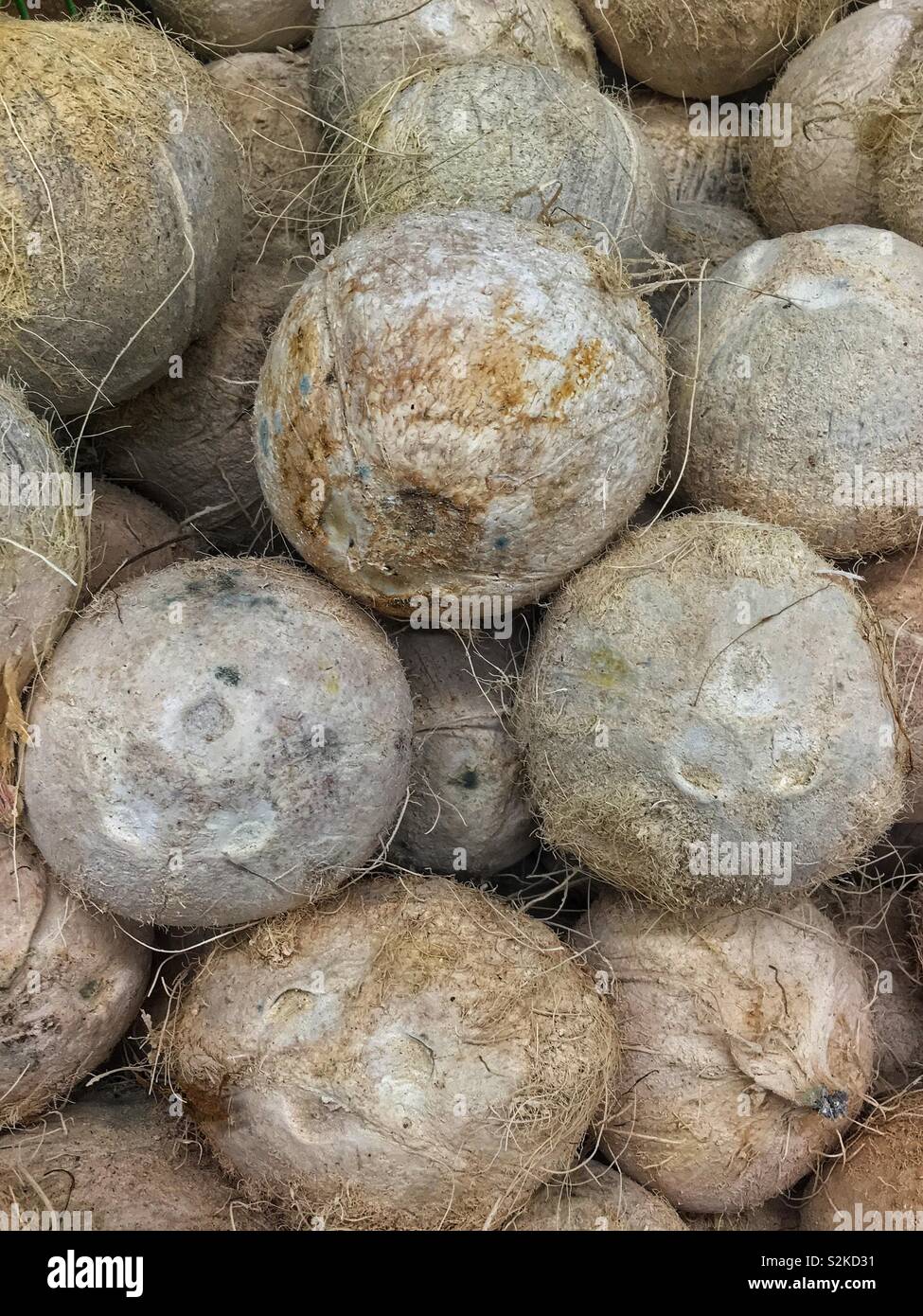 Ripe coconuts with husks on hi-res stock photography and images - Alamy