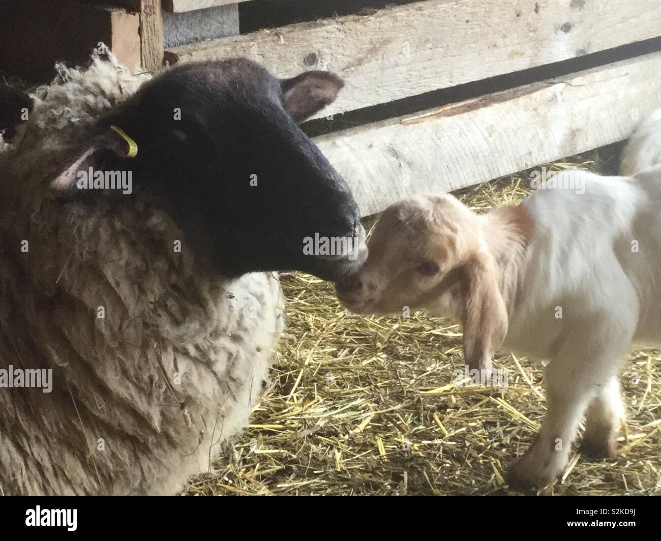Baby Goat and Sheep Stock Photo - Alamy