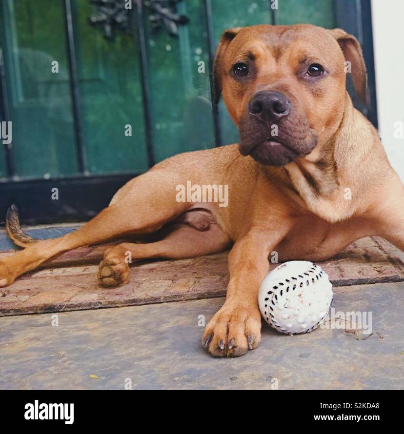 Summer baseball hi-res stock photography and images - Alamy