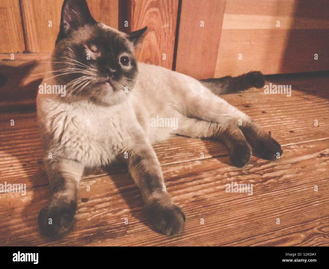 Happy one-eyed Siamese Tom cat on wooden floor Stock Photo - Alamy