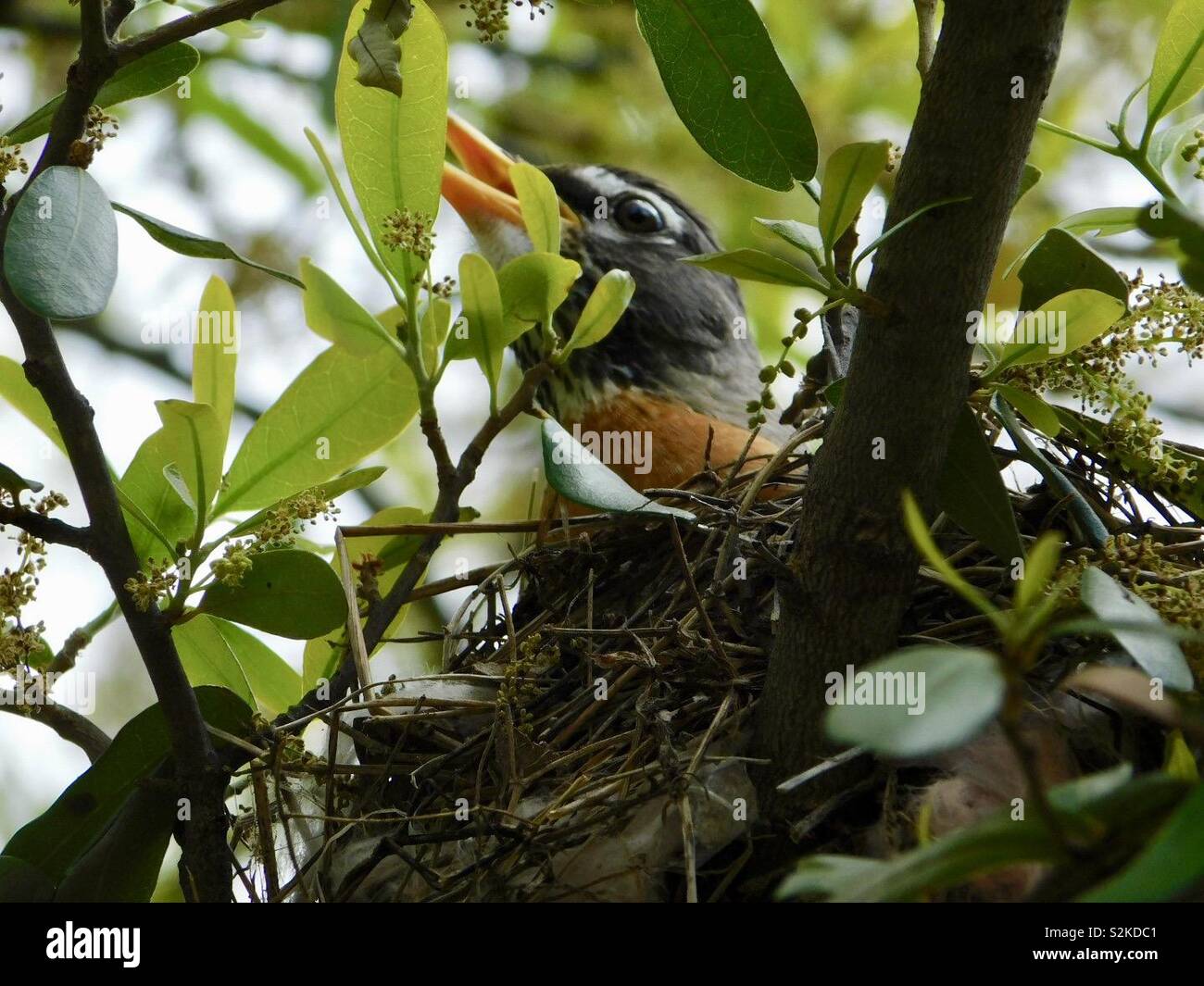 Spring season robin hi-res stock photography and images - Alamy