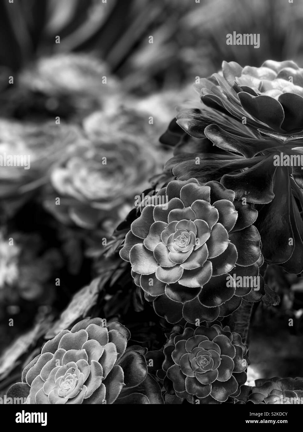 Bnw flower hi-res stock photography and images - Alamy