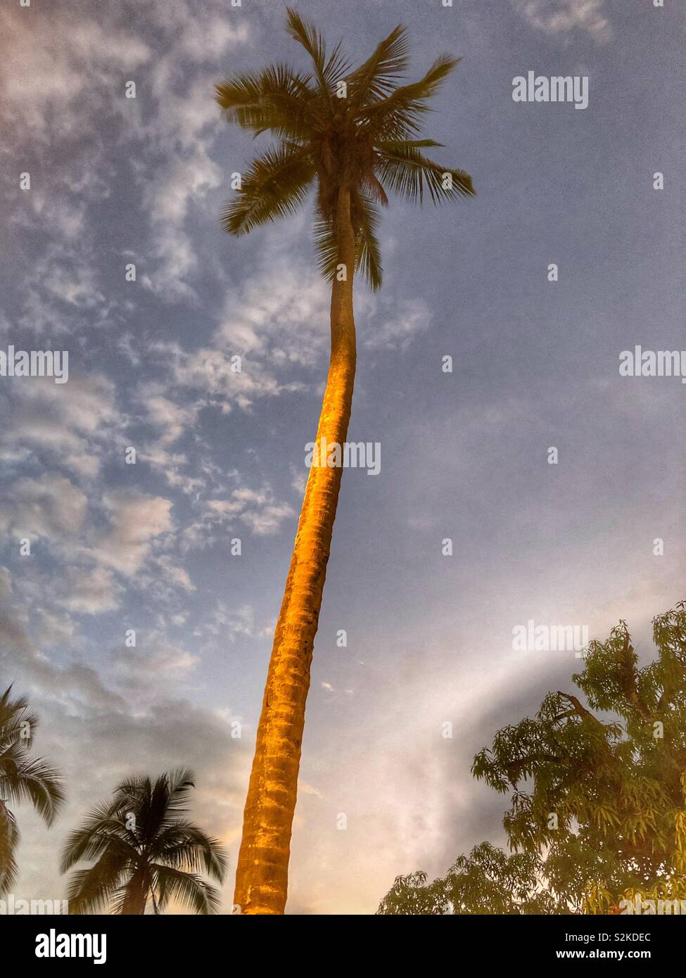 Costa Rica palm Stock Photo - Alamy