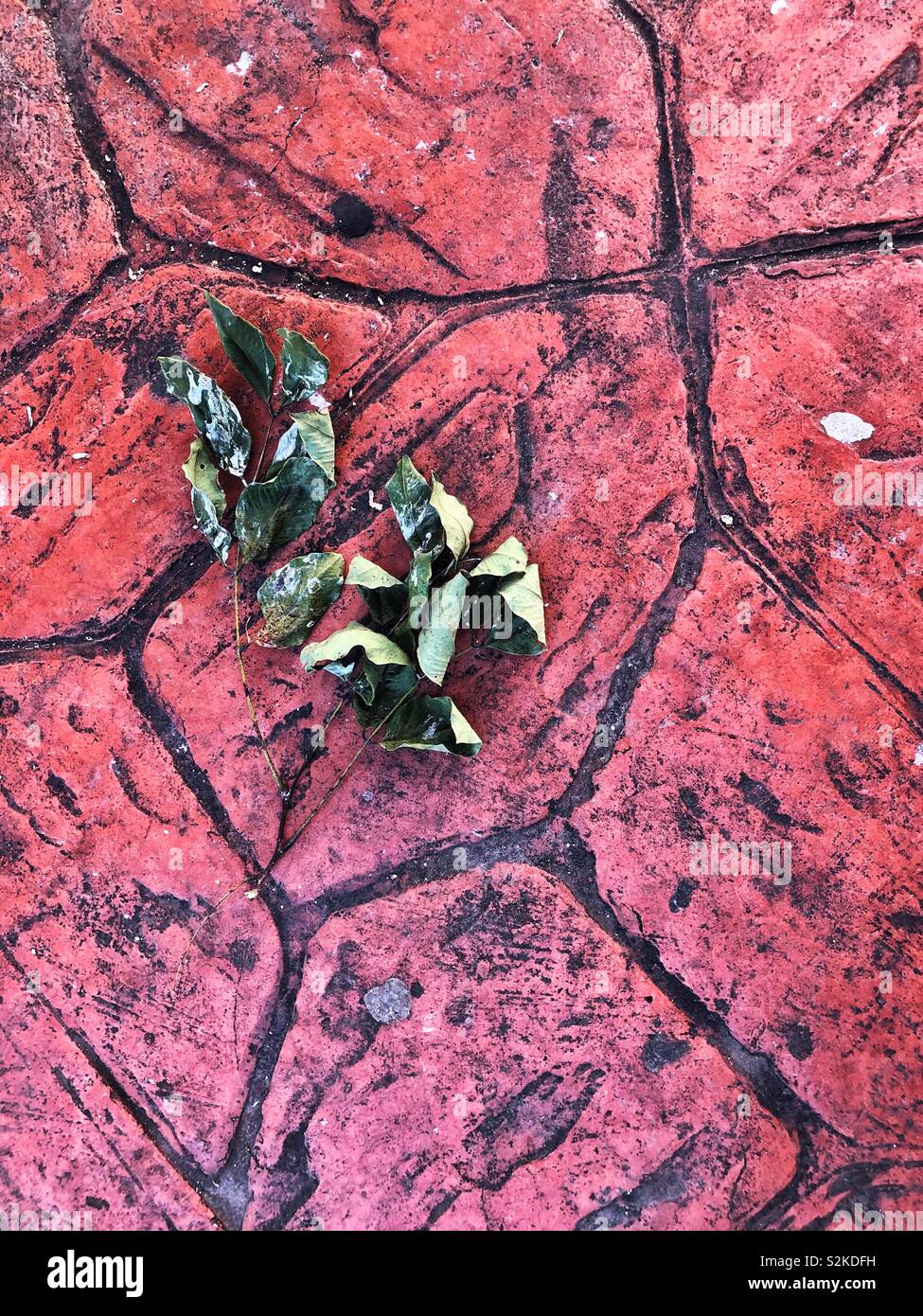 Red pavement at the Francisco Canton Rosado Park , Valladolid, Mexico ...