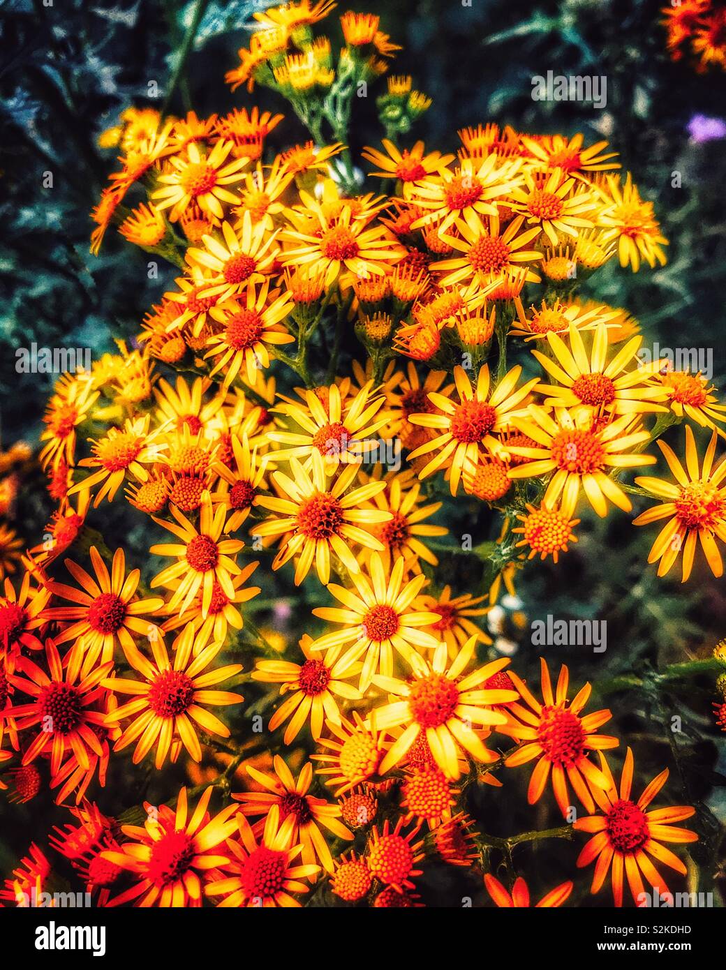 Hot colours hi-res stock photography and images - Alamy