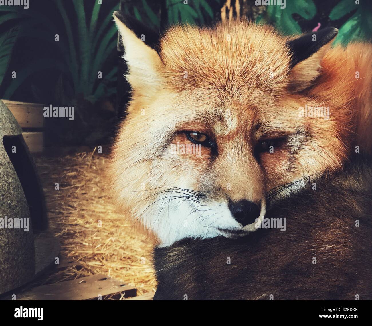 Looks sad hi-res stock photography and images - Alamy