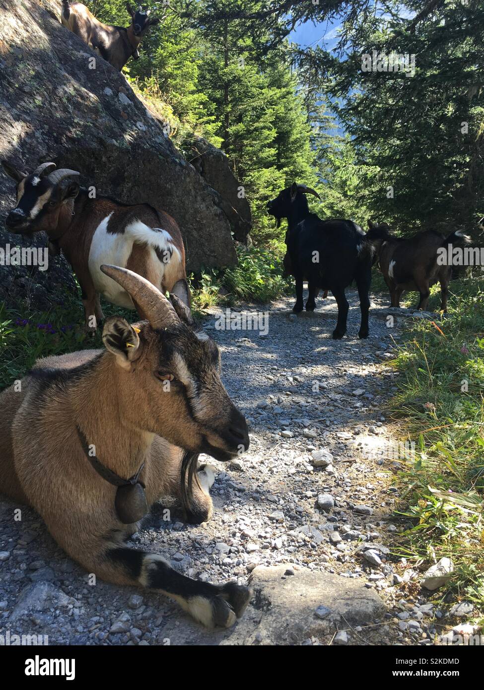 Forage trail hi-res stock photography and images - Alamy