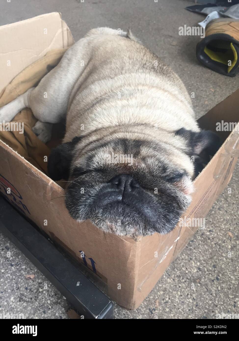 Dog in a box hi-res stock photography and images - Alamy