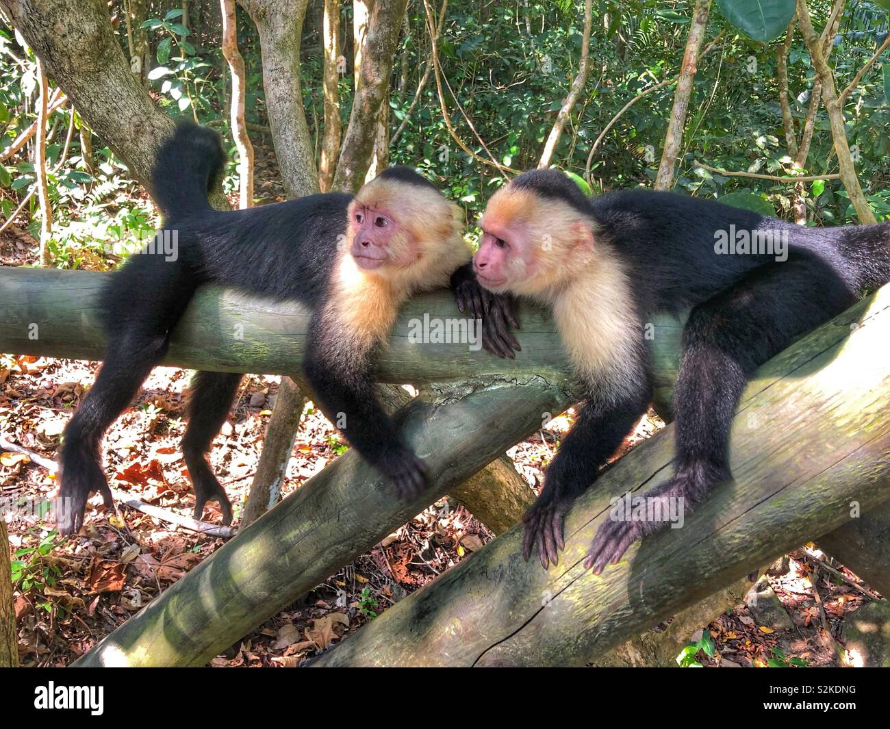 White faced monkeys hi-res stock photography and images - Alamy