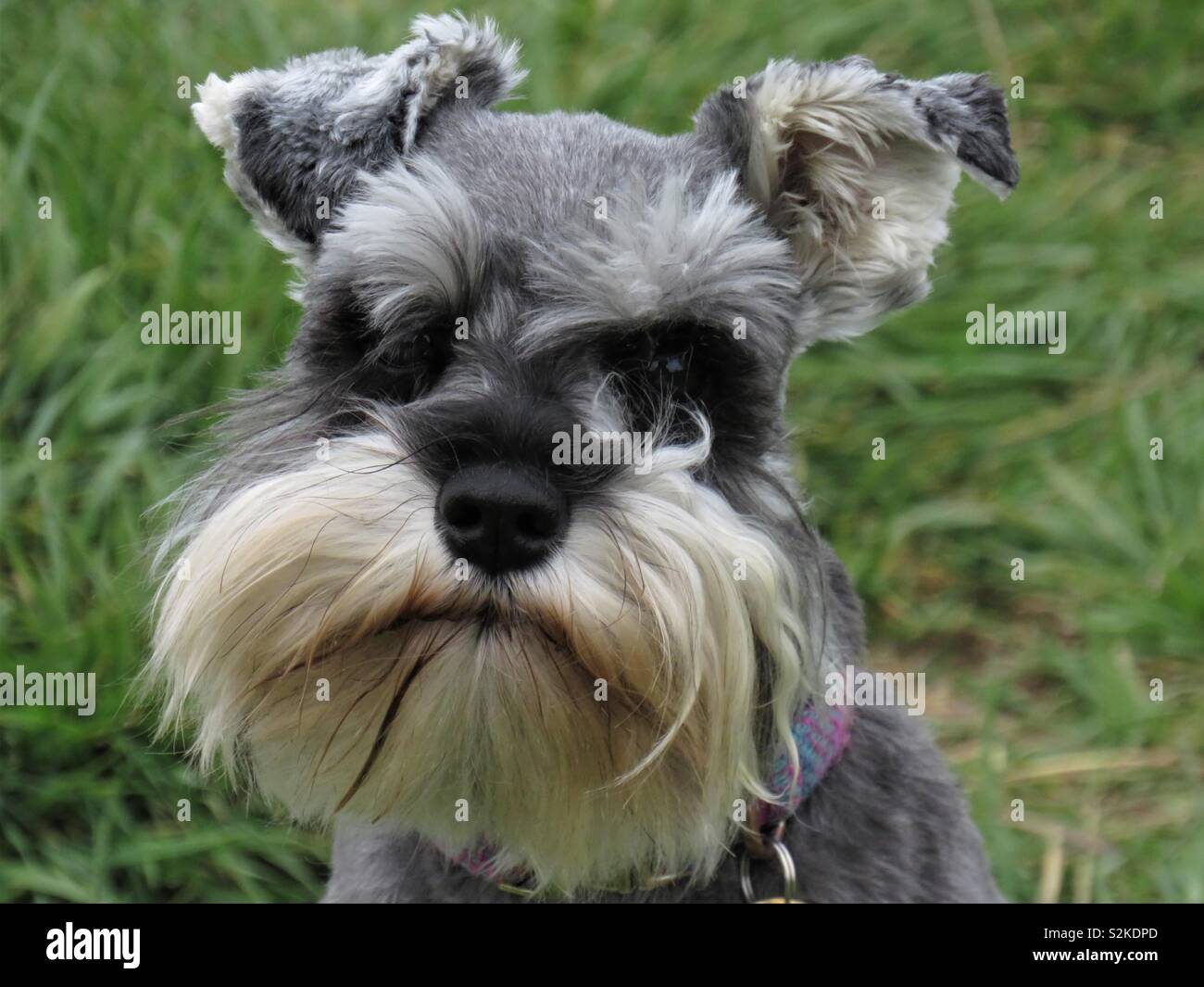 Roxy dog hi-res stock photography and images - Alamy