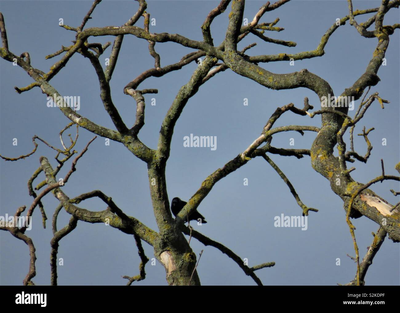 Bird bark hi-res stock photography and images - Alamy