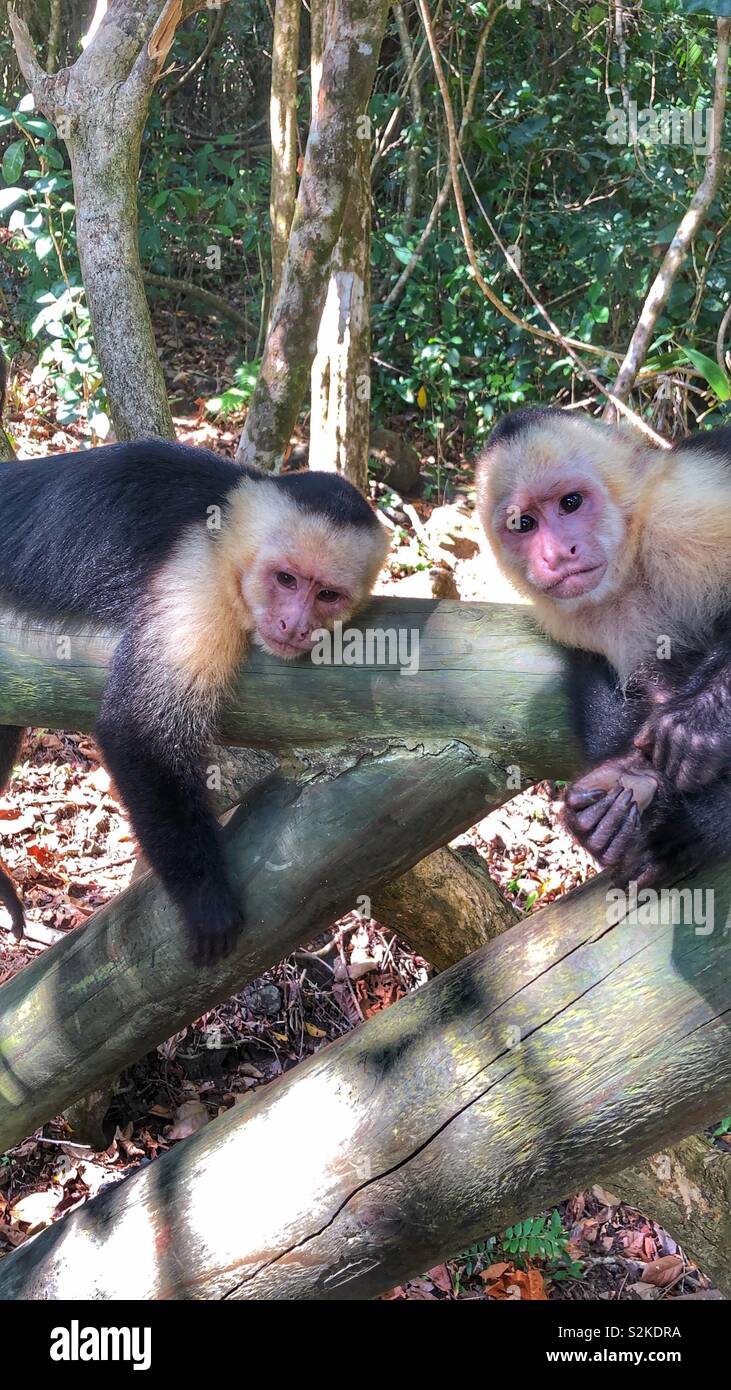 The intense stare of a white faced monkey in Manuel Antonio National ...