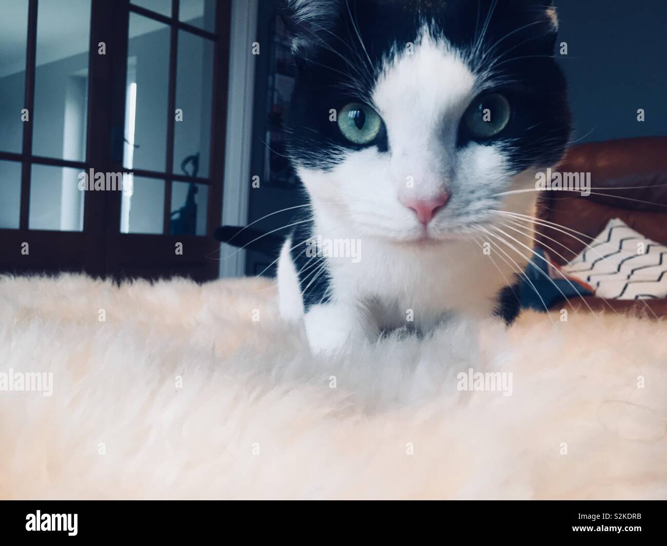 Creeping cat hi-res stock photography and images - Alamy