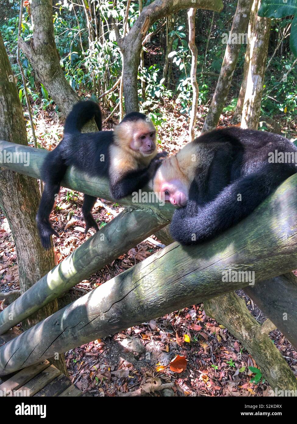 White faced monkeys hi-res stock photography and images - Alamy