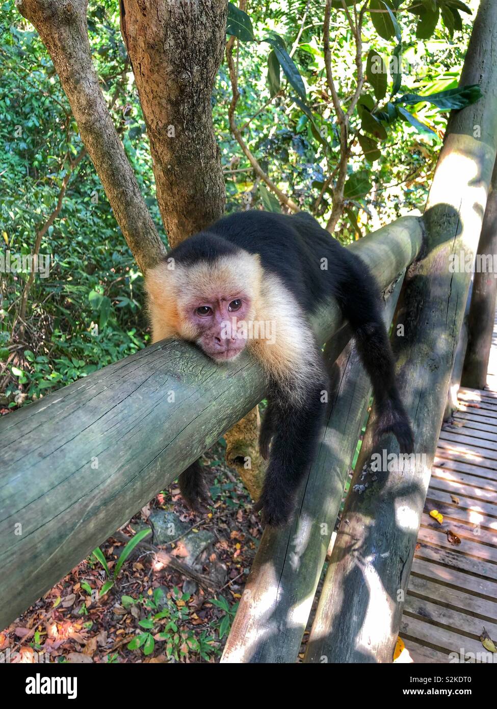 Manuel antonio natural park hi-res stock photography and images - Alamy