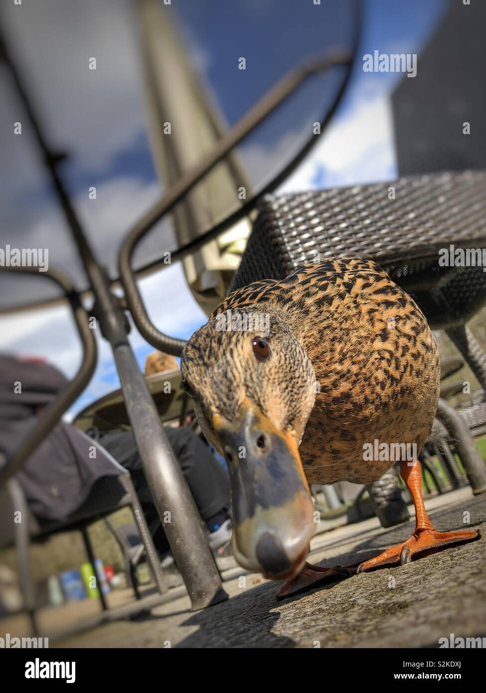 A duck foraging under a cafe table Stock Photo - Alamy