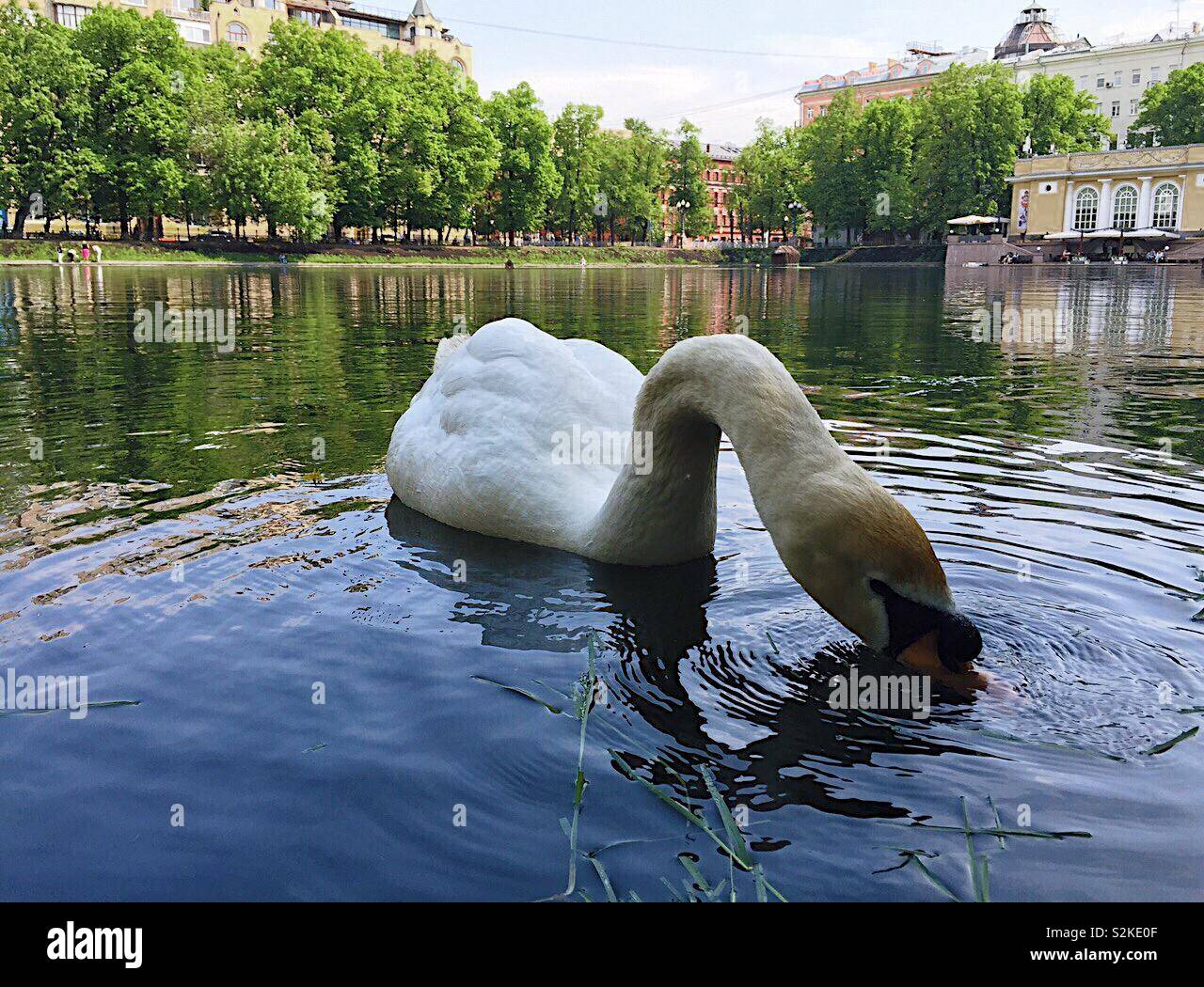 A swan on the Patriarch Ponds Stock Photo - Alamy