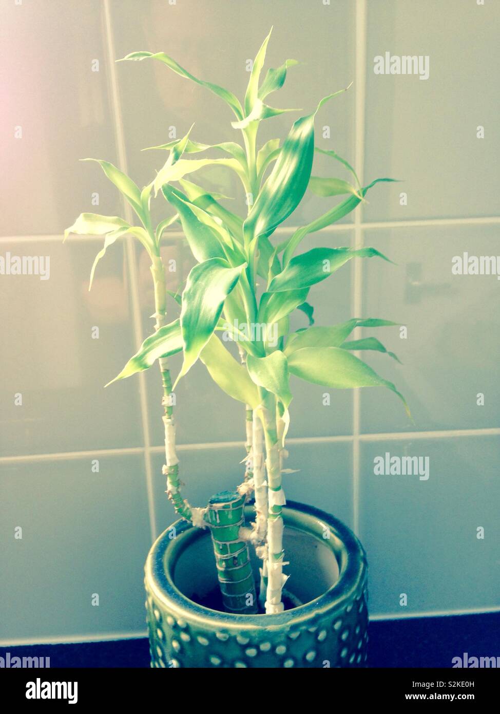 Yucca plant pot hi-res stock photography and images - Alamy